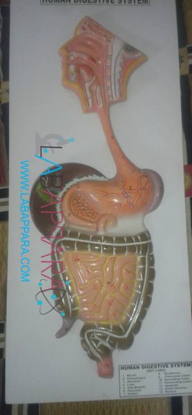 Human Digestive System:Scientific Educational Models- Manufacturer